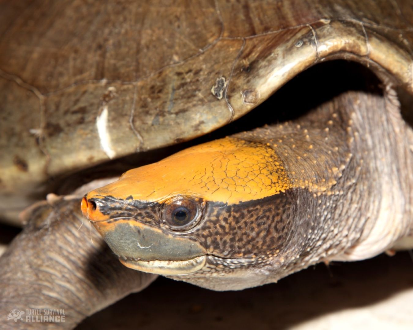 Species Spotlight: Central American River Turtle - Turtle Survival Alliance