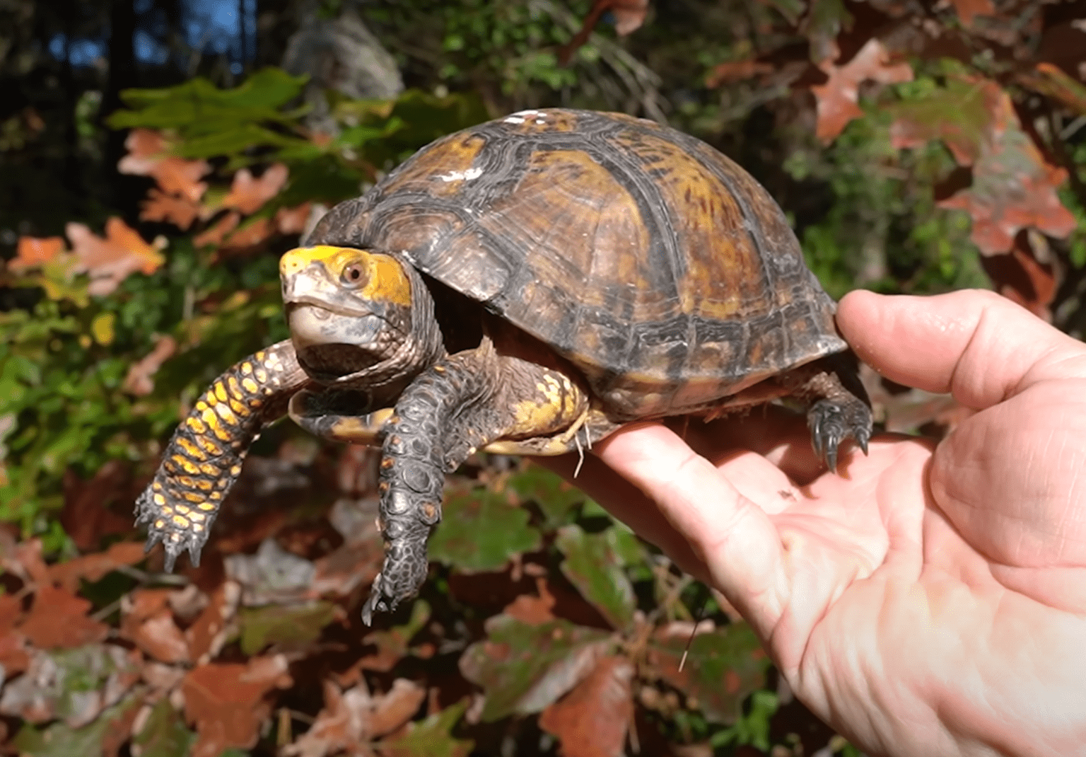 A Visit to the Garden State - Turtle Survival Alliance