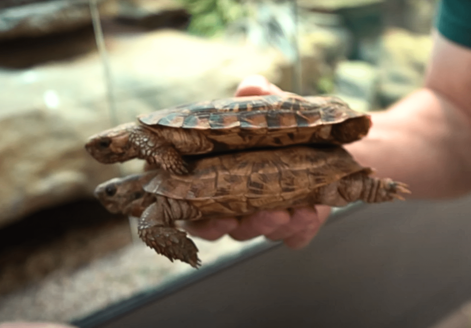 A Visit to the Garden State - Turtle Survival Alliance