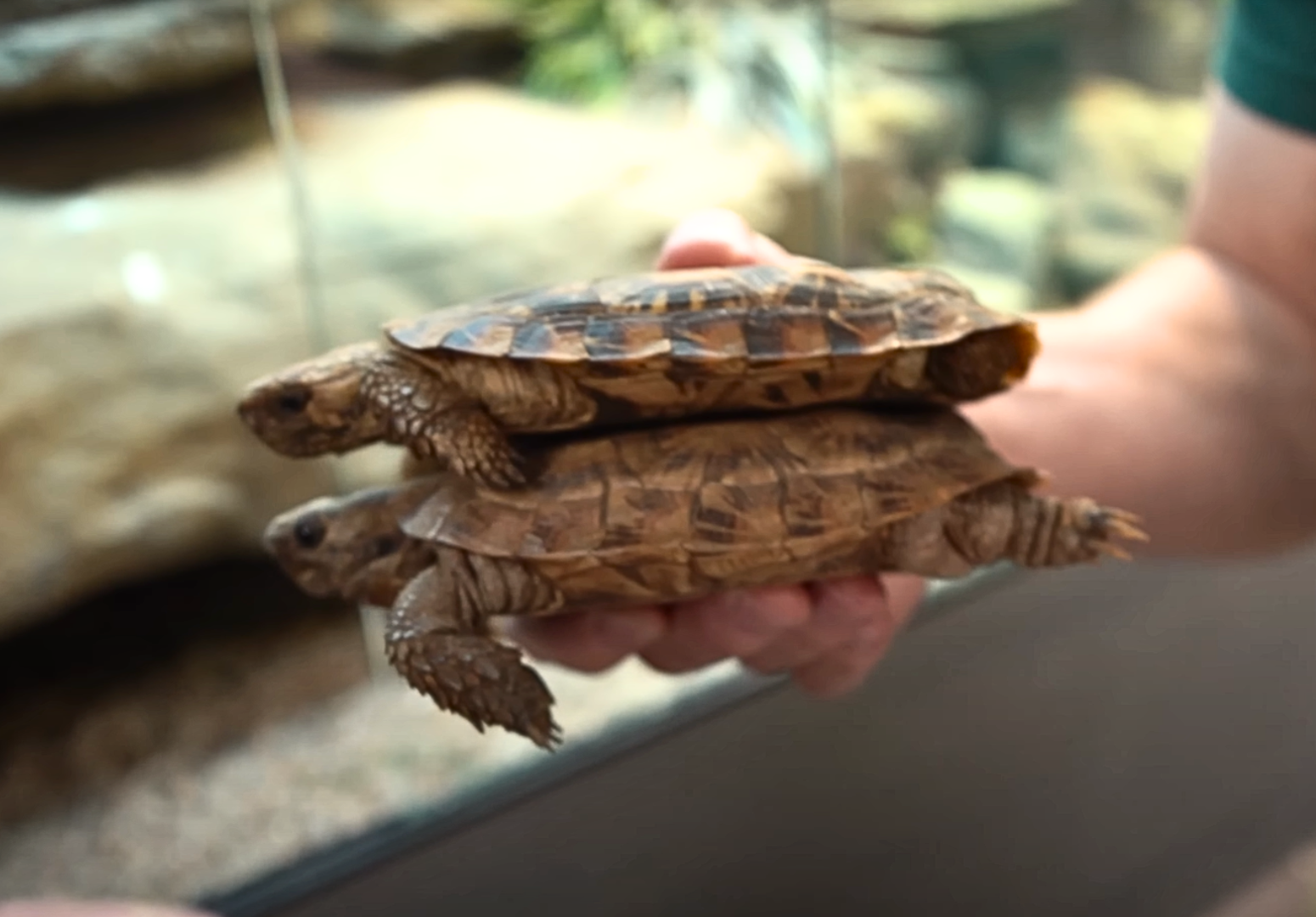 A Visit to the Garden State - Turtle Survival Alliance