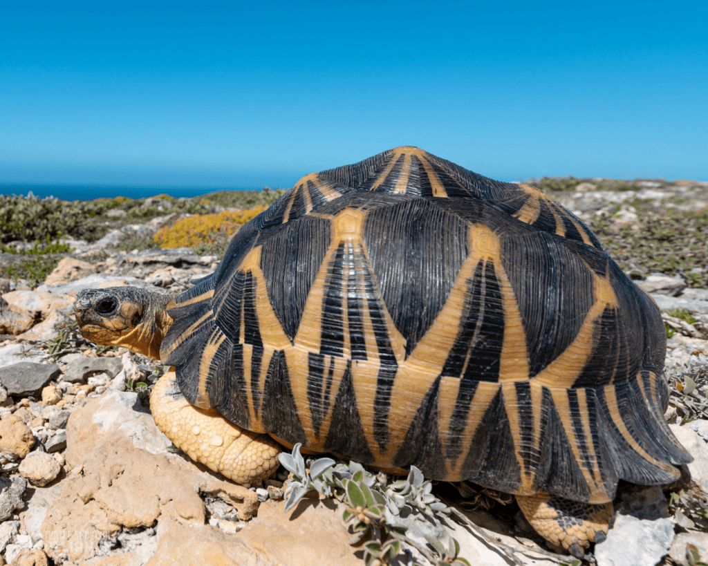Species Spotlight: Radiated Tortoise - Turtle Survival Alliance