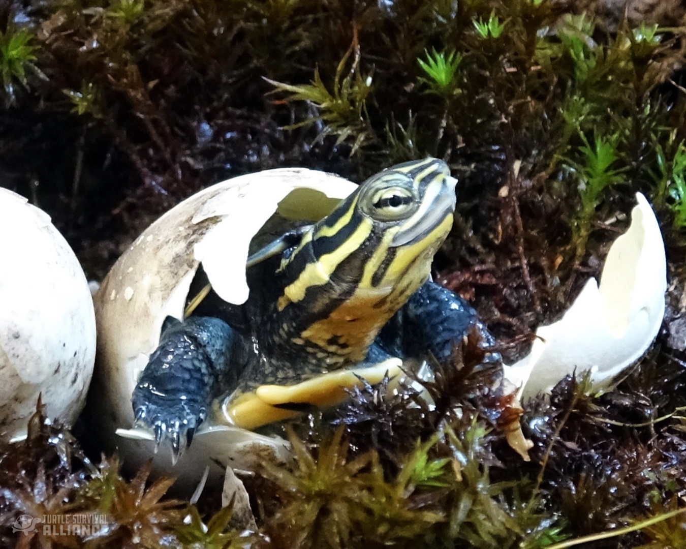 Turtle of the Week: Vietnamese Pond Turtle - Turtle Survival Alliance