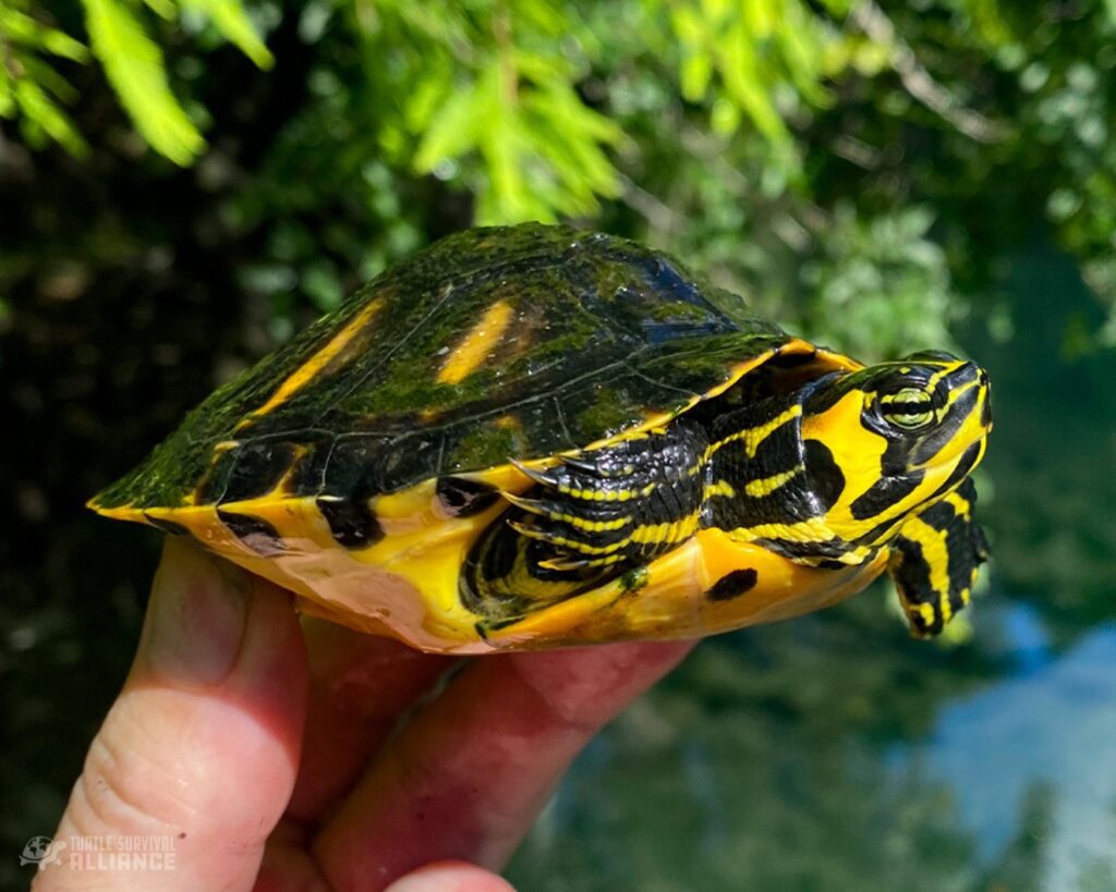Turtle of the Week: Yellow-bellied Slider - Turtle Survival Alliance