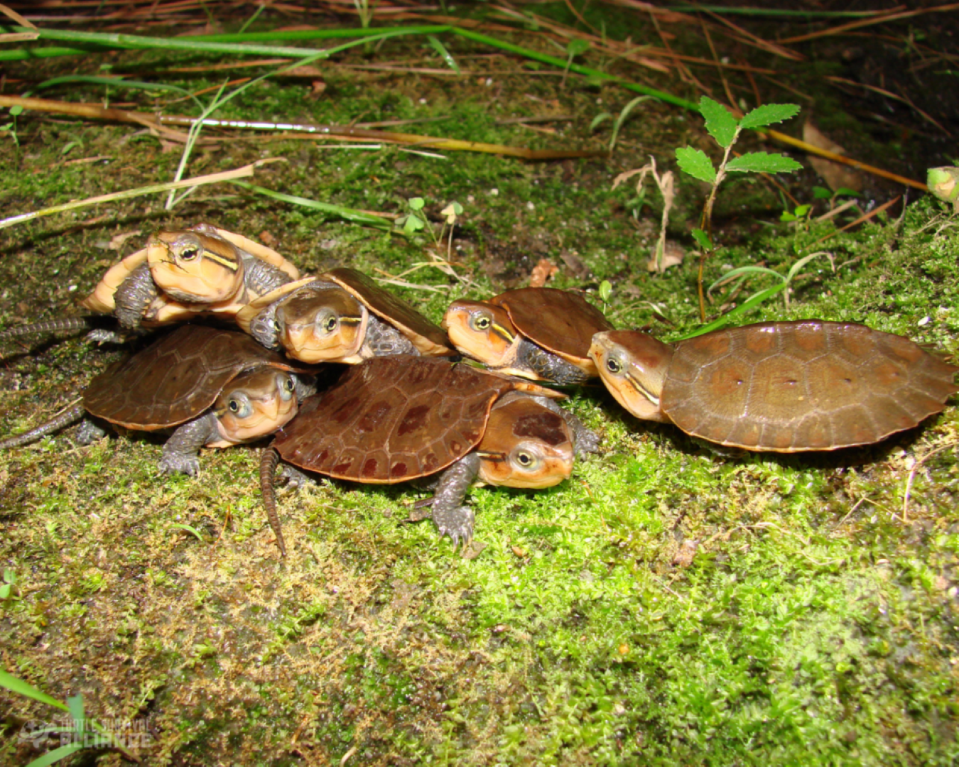 Species Spotlight: Big-headed Turtle - Turtle Survival Alliance