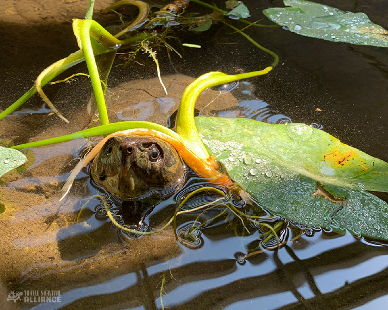 Species Spotlight: Big-headed Turtle - Turtle Survival Alliance