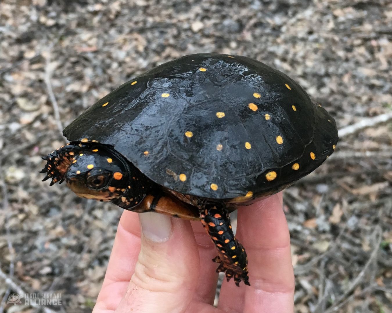 Turtle of the Week: Spotted Turtle - Turtle Survival Alliance