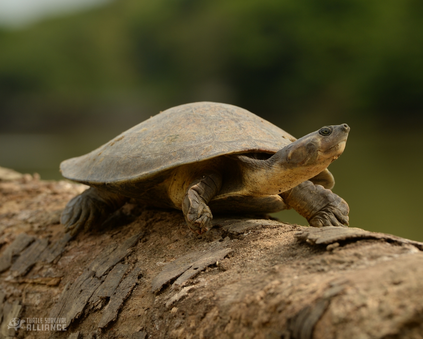 Turtle of the Week: Magdalena River Turtle - Turtle Survival Alliance