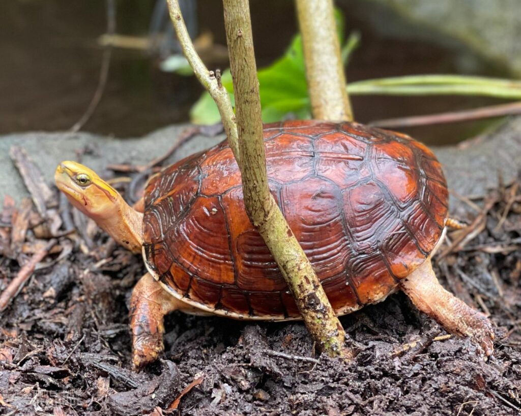 Species Spotlight: McCord's Box Turtle - Turtle Survival Alliance