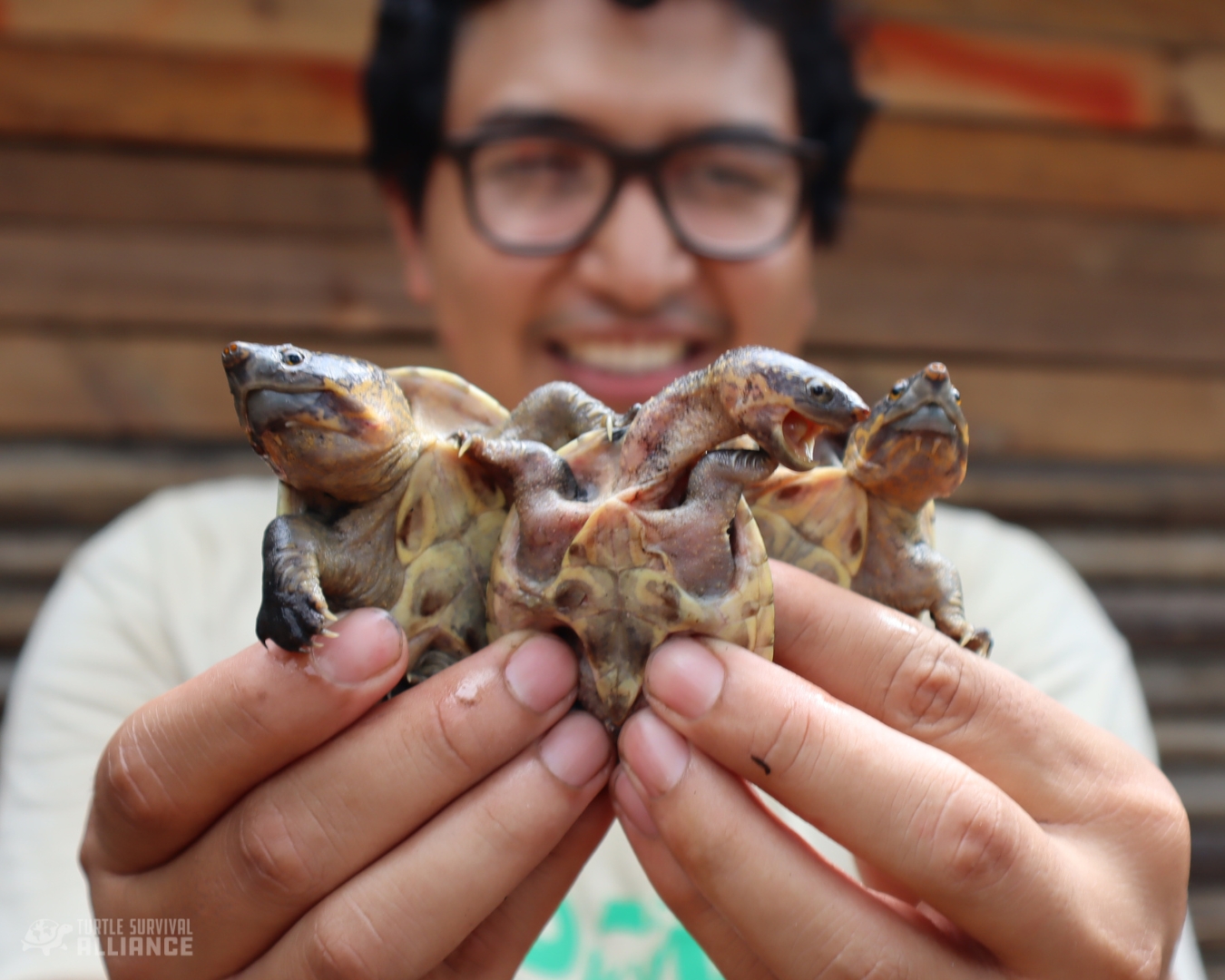 Species Spotlight: Pacific Coast Musk Turtle - Turtle Survival Alliance