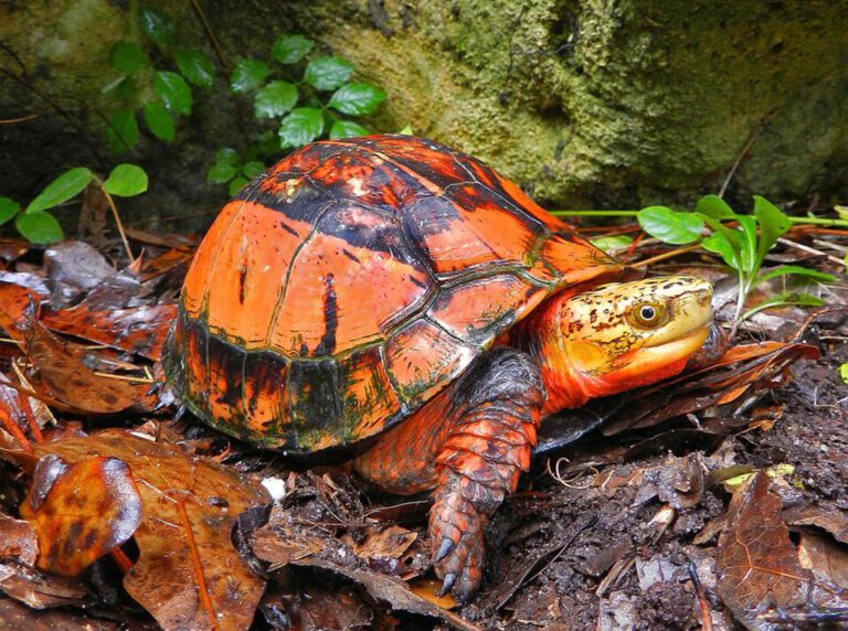 Species Spotlight: Indochinese Box Turtle - Turtle Survival Alliance