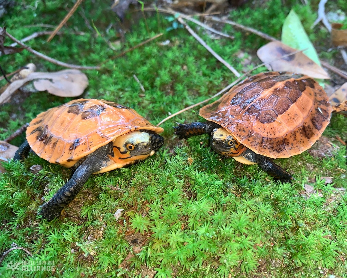 Species Spotlight: Indochinese Box Turtle - Turtle Survival Alliance
