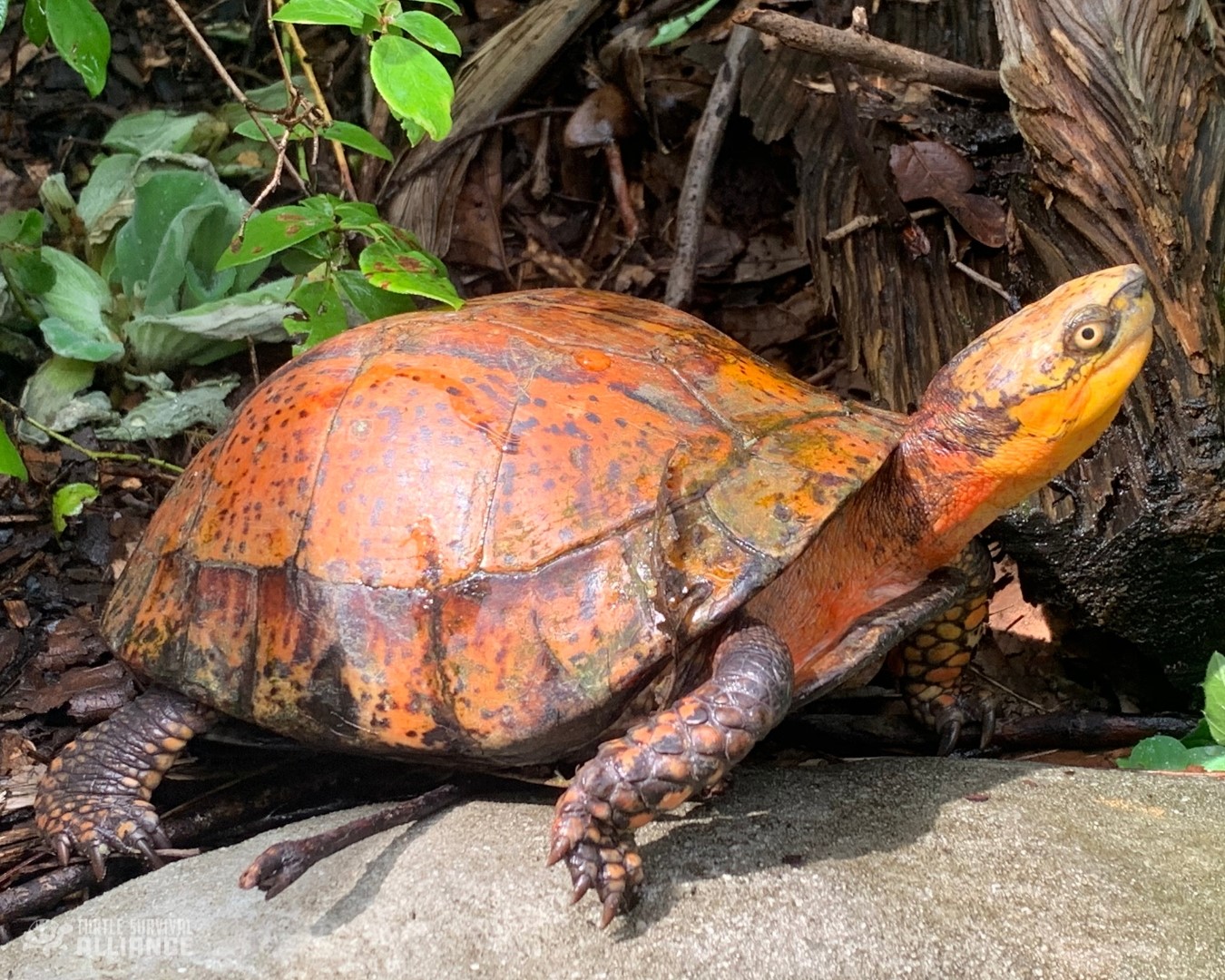 Species Spotlight: Indochinese Box Turtle - Turtle Survival Alliance