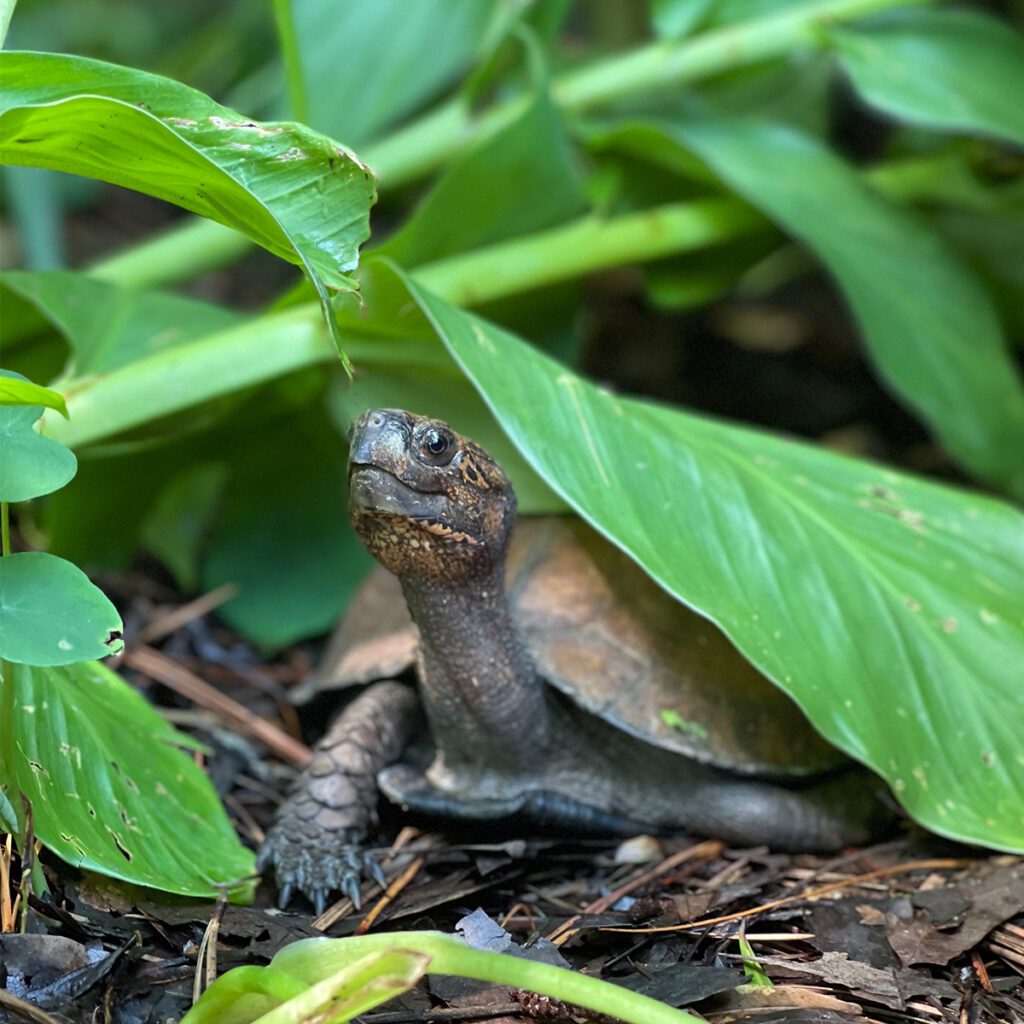 Species Spotlight: Keeled Box Turtle - Turtle Survival Alliance