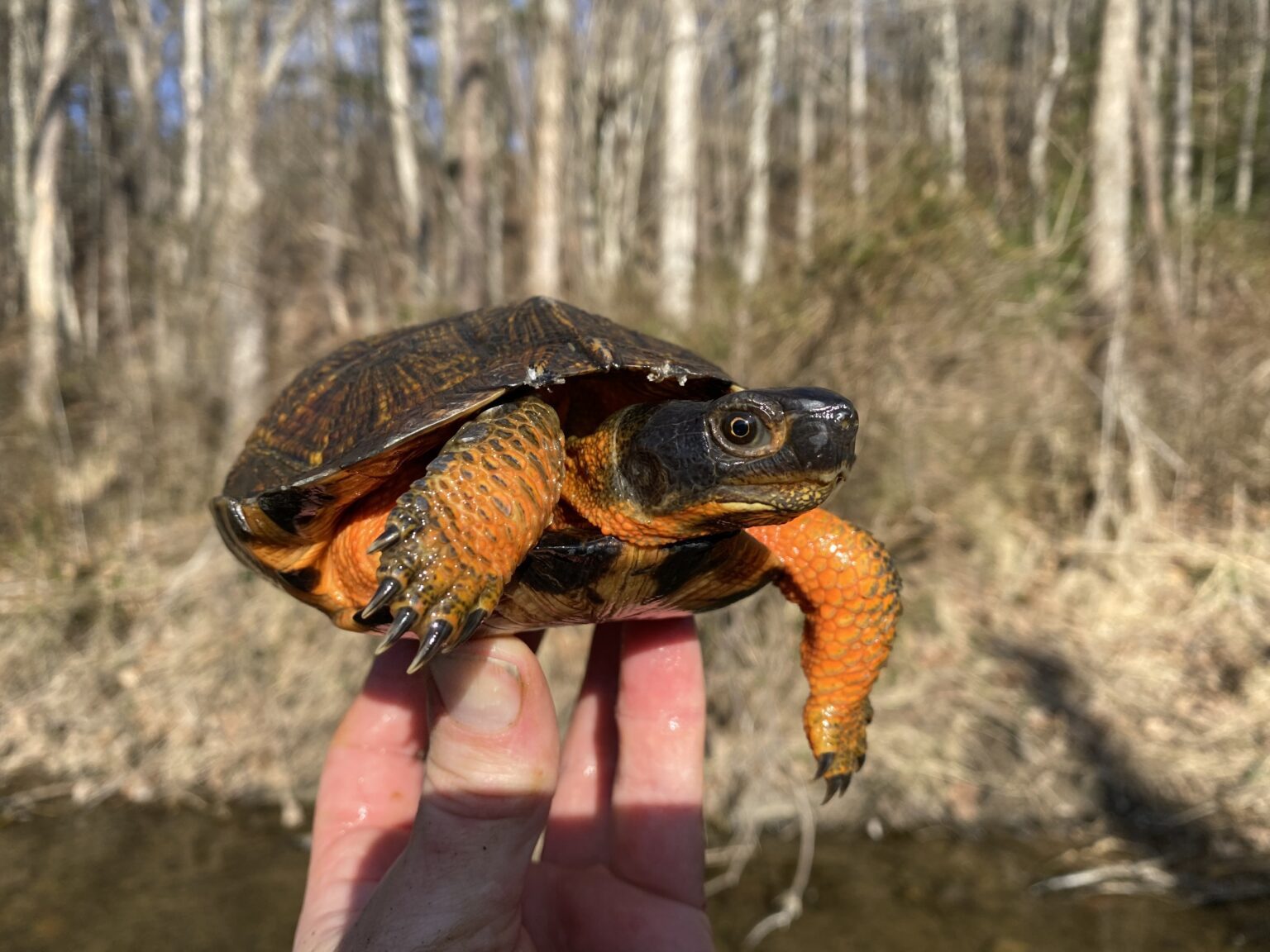 Species Spotlight: North American Wood Turtle - Turtle Survival Alliance