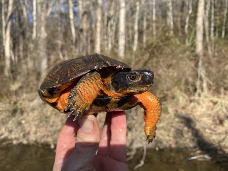 Species Spotlight: North American Wood Turtle - Turtle Survival Alliance