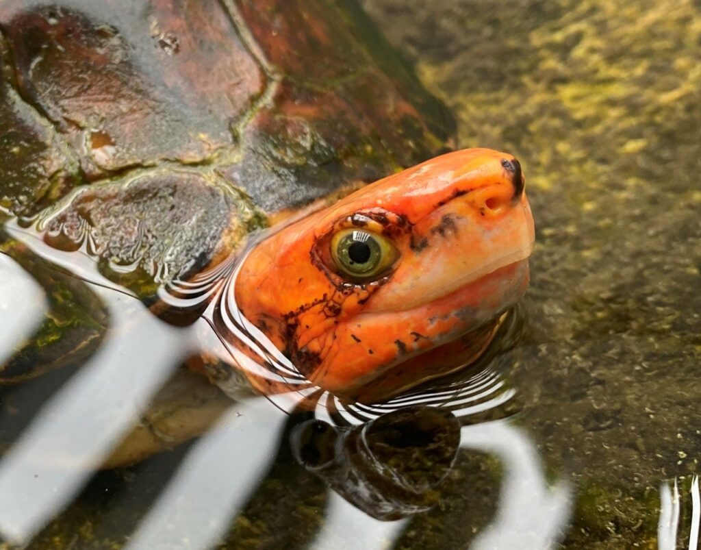 Species Spotlight: Bourret's Box Turtle - Turtle Survival Alliance