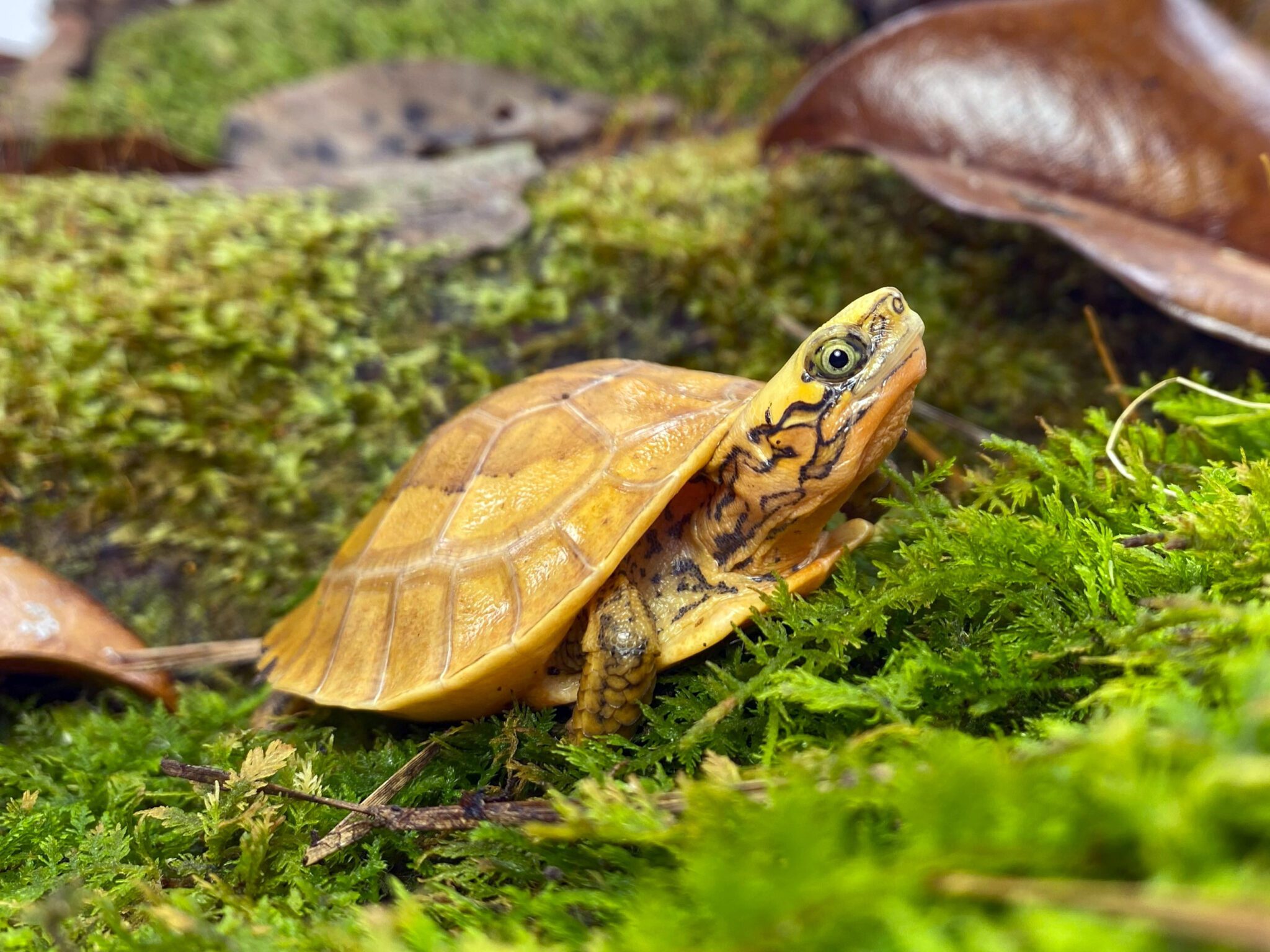 Species Spotlight: Bourret's Box Turtle - Turtle Survival Alliance