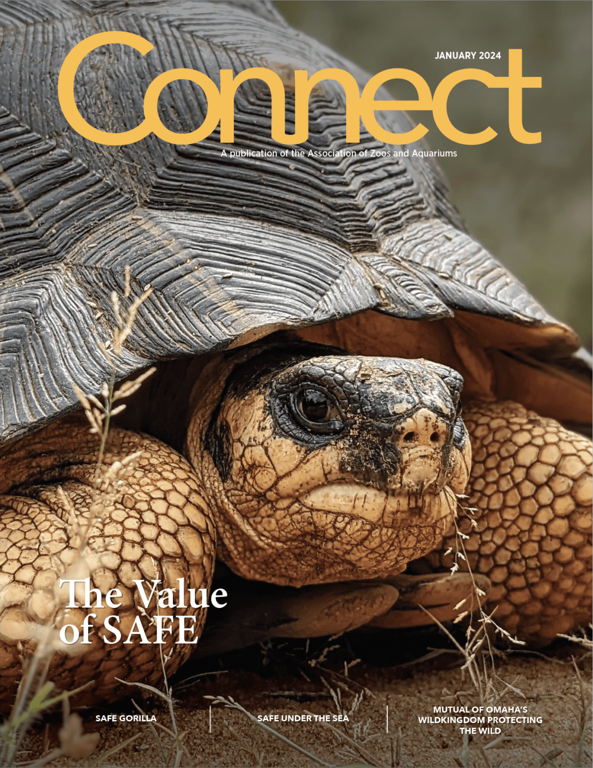 AZA SAFE Radiated Tortoise Program Featured in AZA Connect - Turtle ...