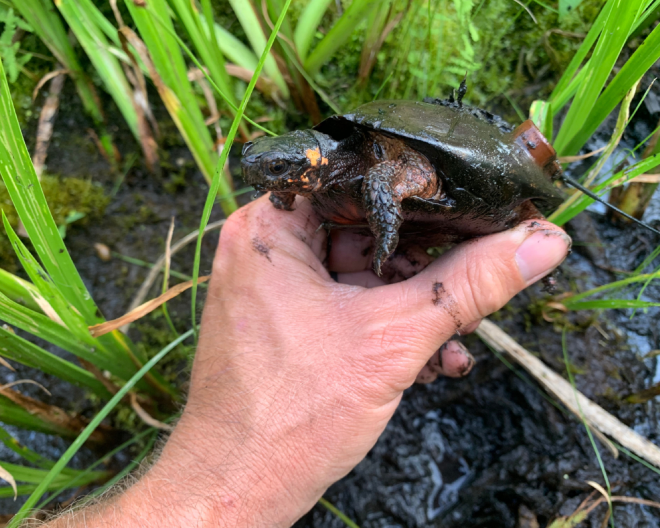 Species Spotlight: Bog Turtle - Turtle Survival Alliance