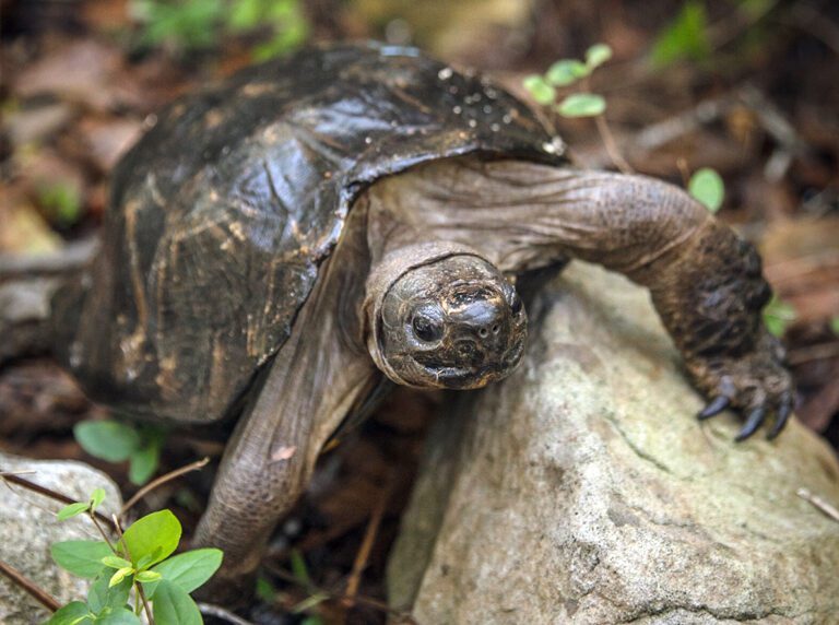 Species Spotlight: Arakan Forest Turtle - Turtle Survival Alliance
