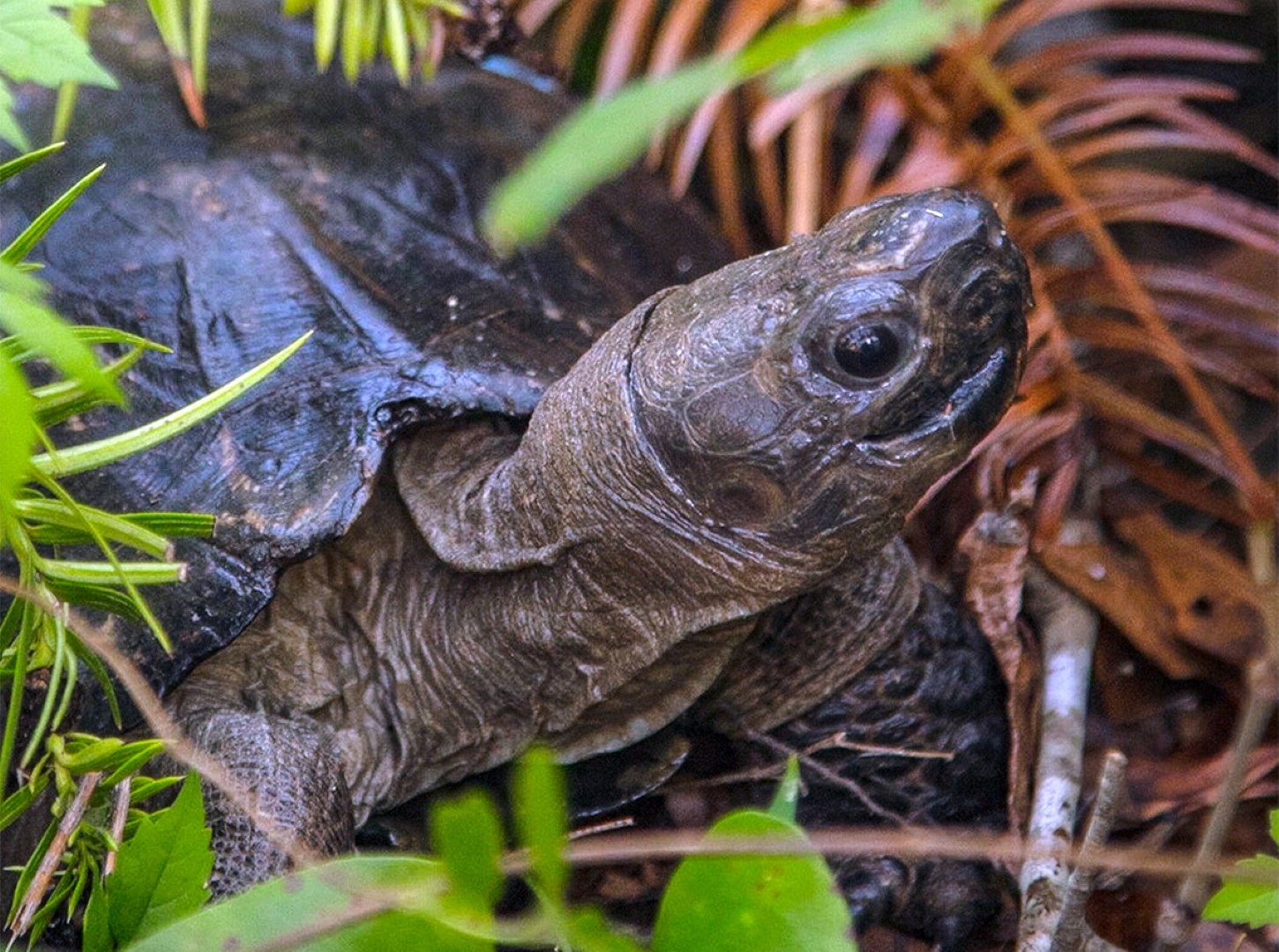 Species Spotlight: Arakan Forest Turtle - Turtle Survival Alliance