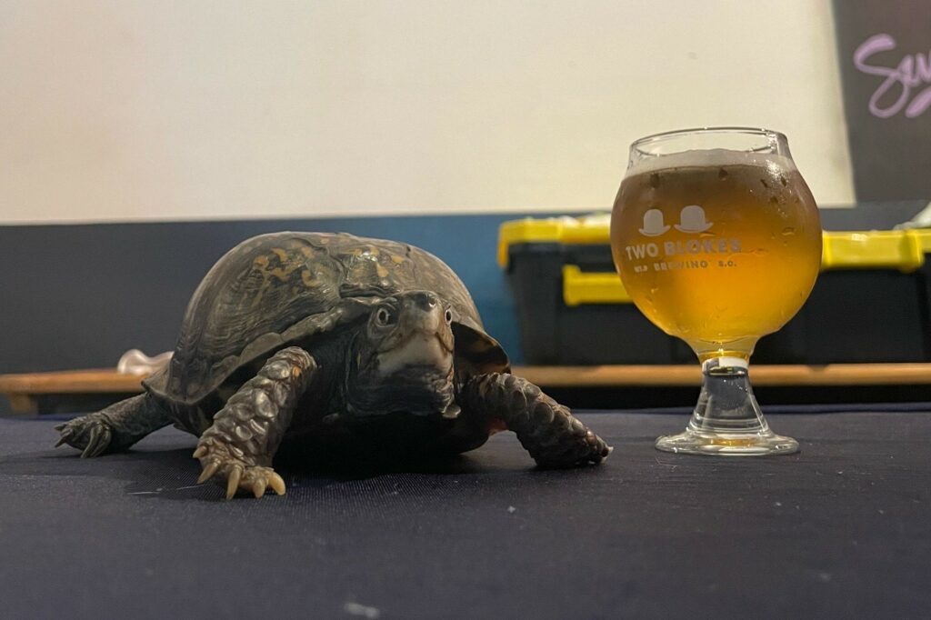 Drink Beer Save Turtles® - Turtle Survival Alliance