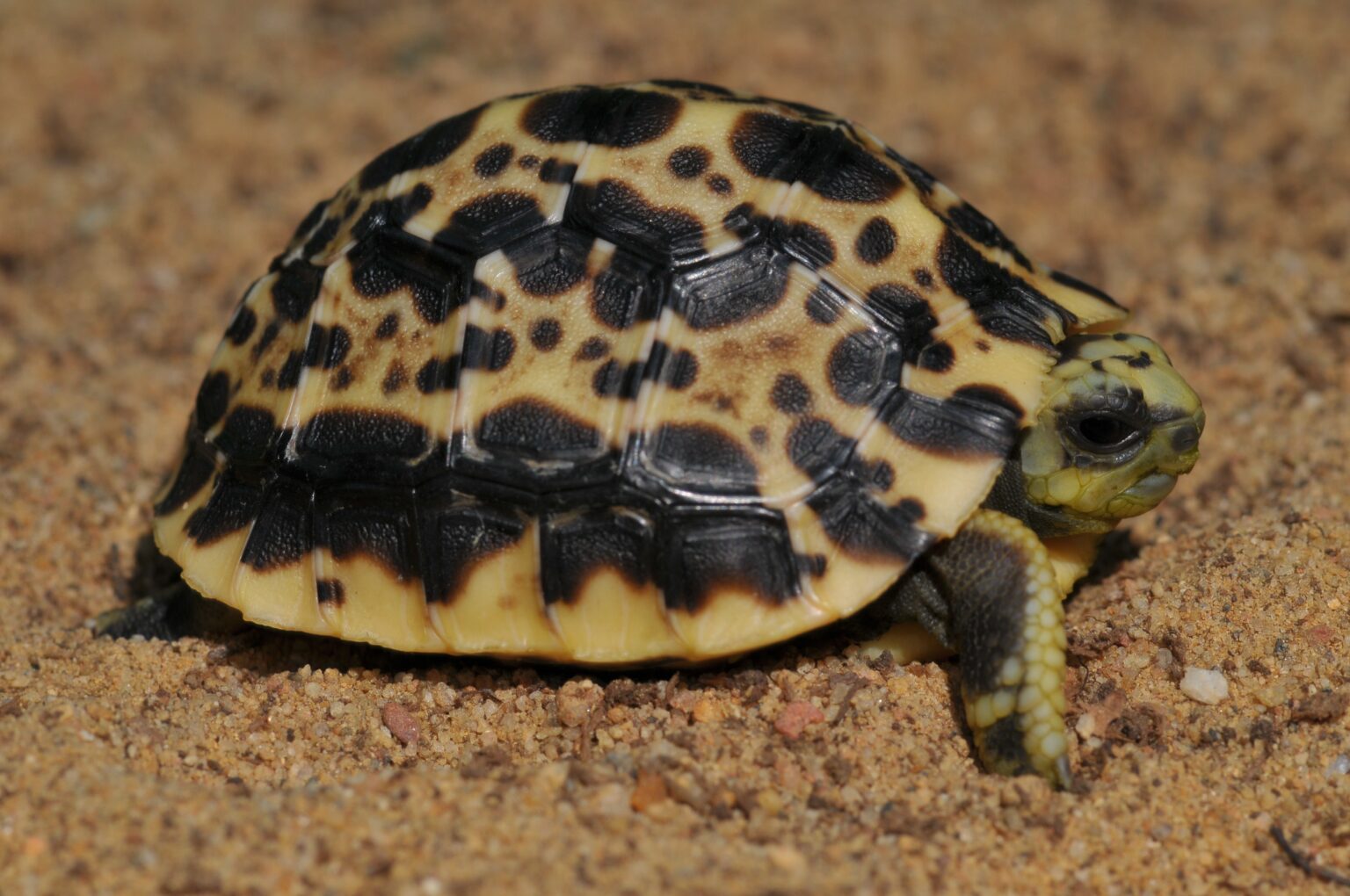 Species Spotlight: Spider Tortoise - Turtle Survival Alliance