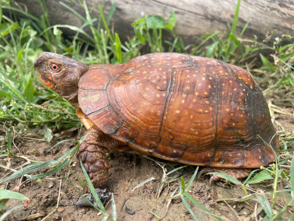 Species Spotlight: Spotted Box Turtle - Turtle Survival Alliance