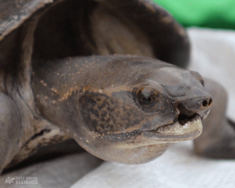 Turtle Survival Alliance | We Protect Turtles