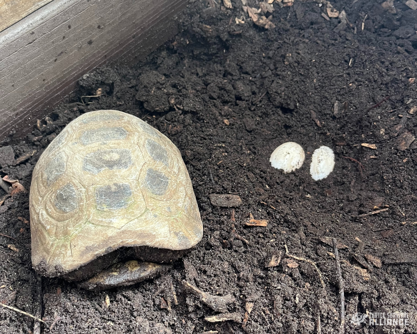 Tails from the Turtle Survival Center: Volume 1 - Turtle Survival Alliance