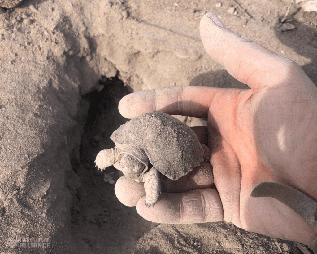 The First Hatching in the Chaco Tortoise Program in Argentina Brings ...