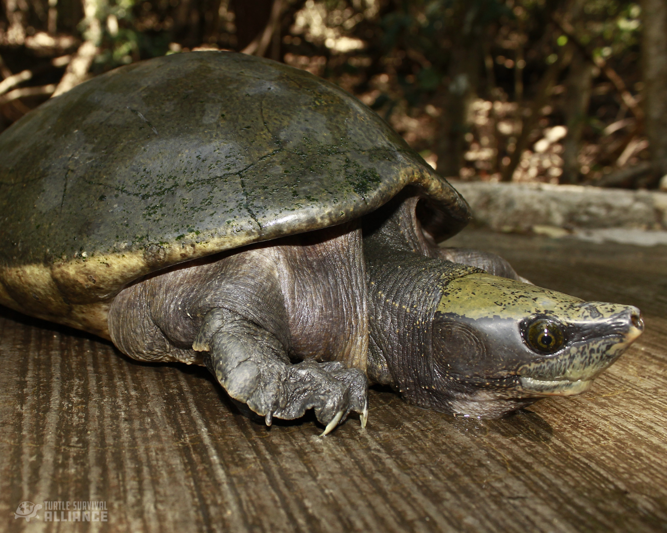 Big Challenges, Great Efforts: Turtle Conservation in Chiapas, Mexico ...
