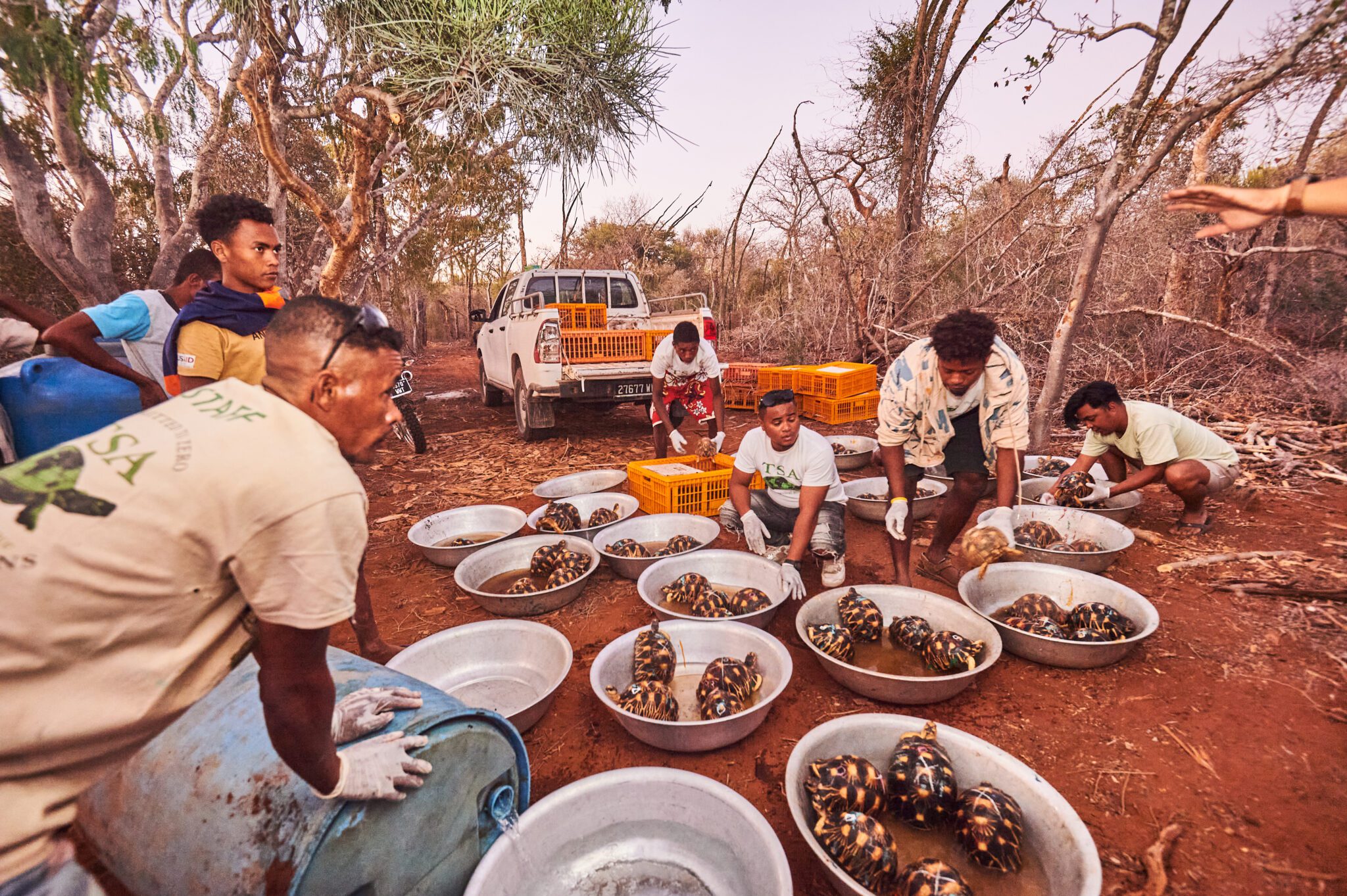 Turtle Survival Alliance | We Protect Turtles