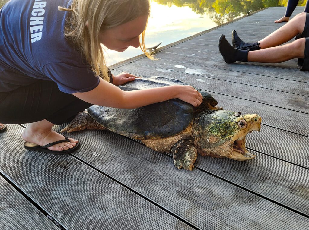 Suwannee Alligator Snapping Turtle Gains Threatened Status - Turtle ...
