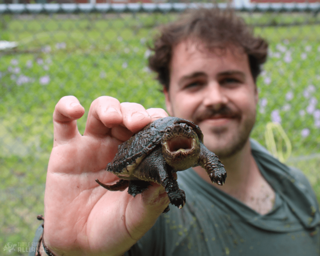 Turtle Survival Alliance | We Protect Turtles