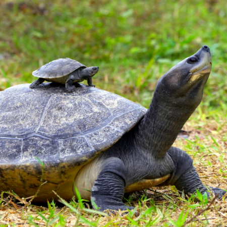 Turtle Survival Alliance | We Protect Turtles