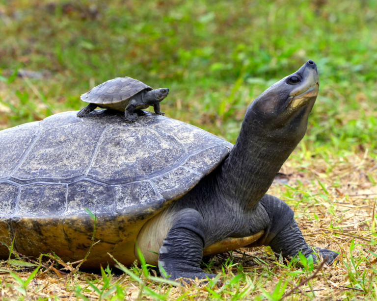 Turtle Survival Alliance | We Protect Turtles