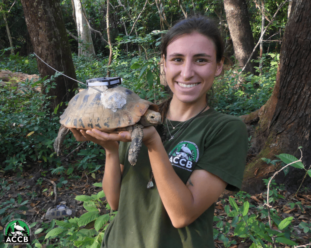 Restoring Cambodia’s Ecosystems: The Return of the Elongated Tortoise ...