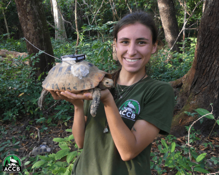 Turtle Survival Alliance | We Protect Turtles