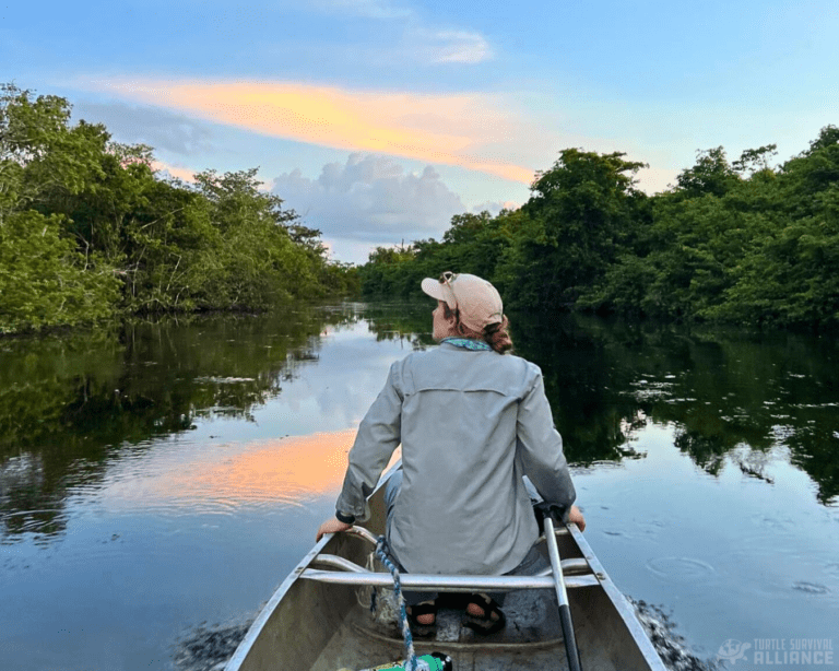 Turtle Survival Alliance | We Protect Turtles