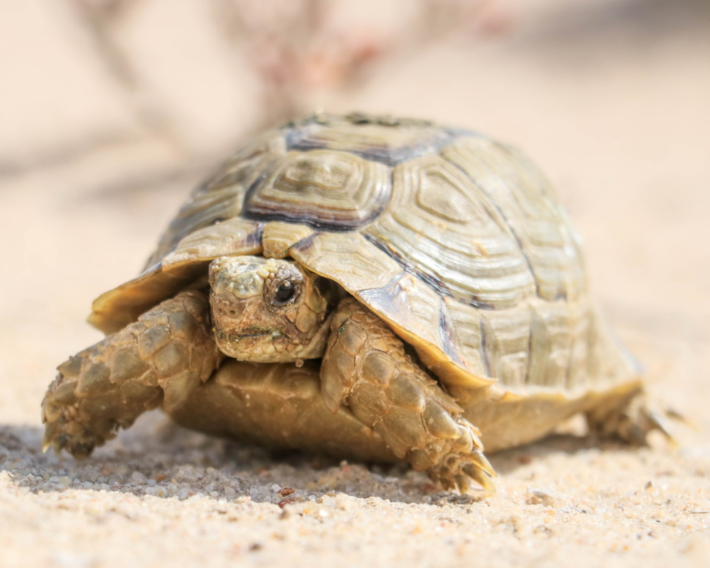 Species Spotlight: Egyptian Tortoise - Turtle Survival Alliance
