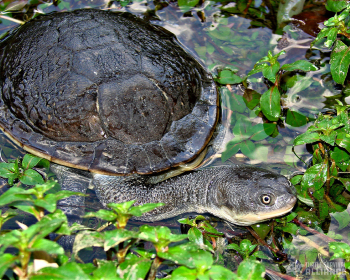 Species Spotlight: Rote Island Snake-necked Turtle - Turtle Survival ...