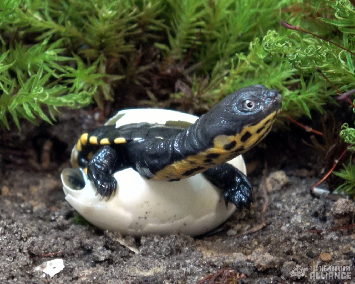Species Spotlight: Rote Island Snake-necked Turtle - Turtle Survival ...