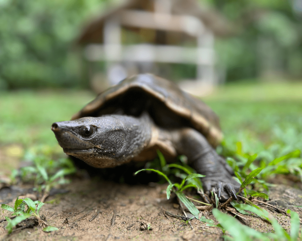 Turtle Survival Alliance | We Protect Turtles