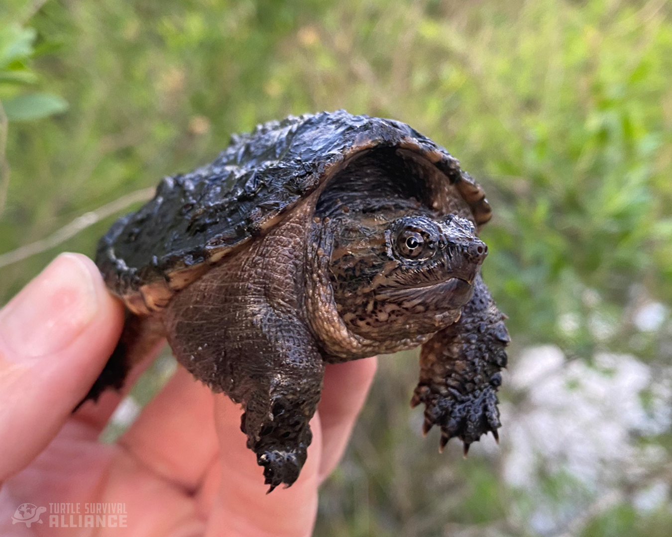 Species Spotlight: Common Snapping Turtle - Turtle Survival Alliance