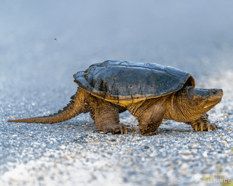 Species Spotlight: Common Snapping Turtle - Turtle Survival Alliance