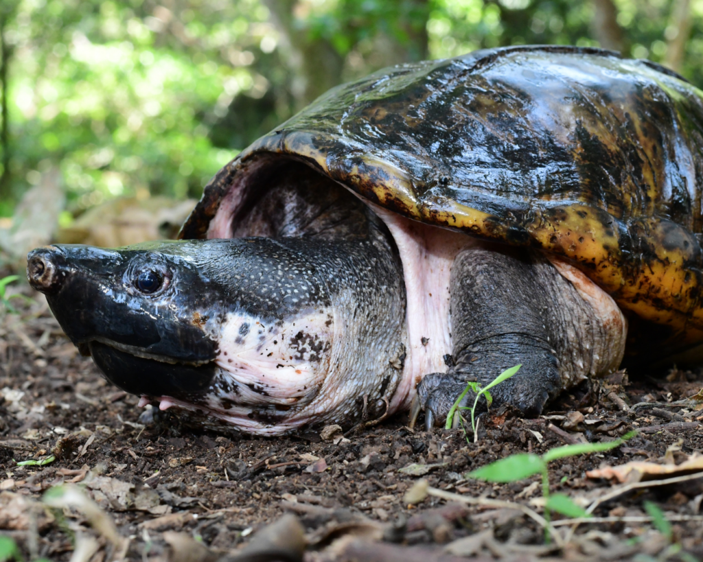 Species Spotlight: Mexican Giant Musk Turtle - Turtle Survival Alliance