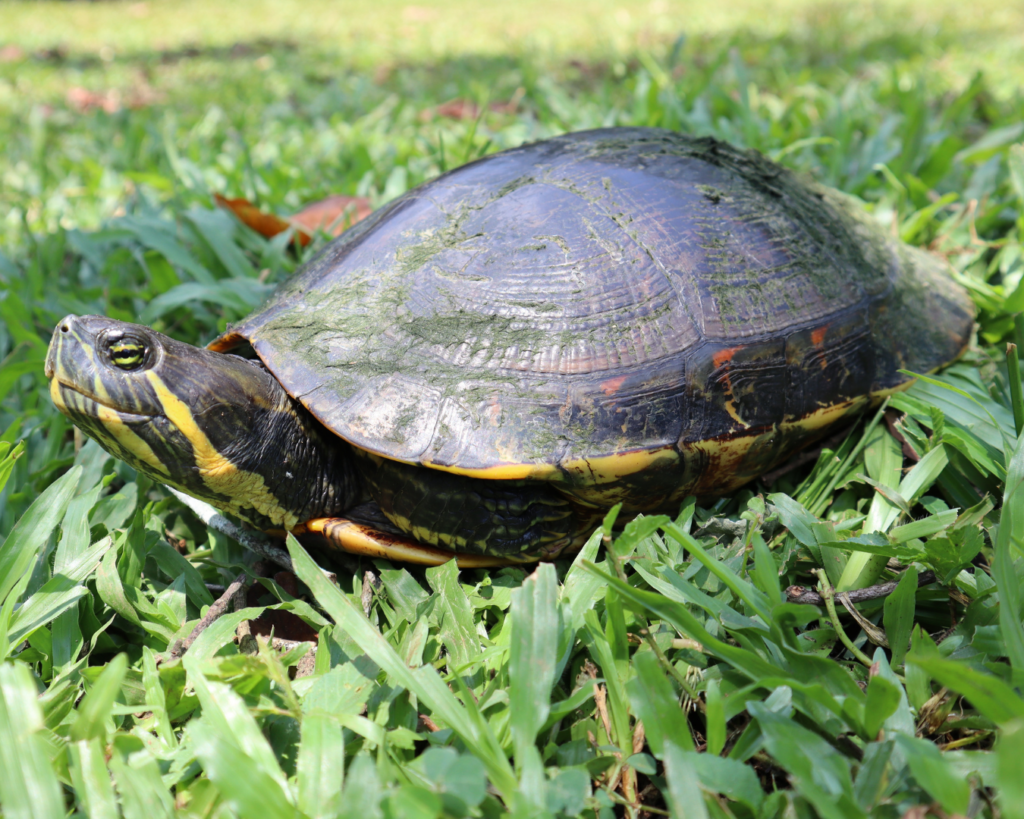 Species Spotlight: Mesoamerican Slider - Turtle Survival Alliance