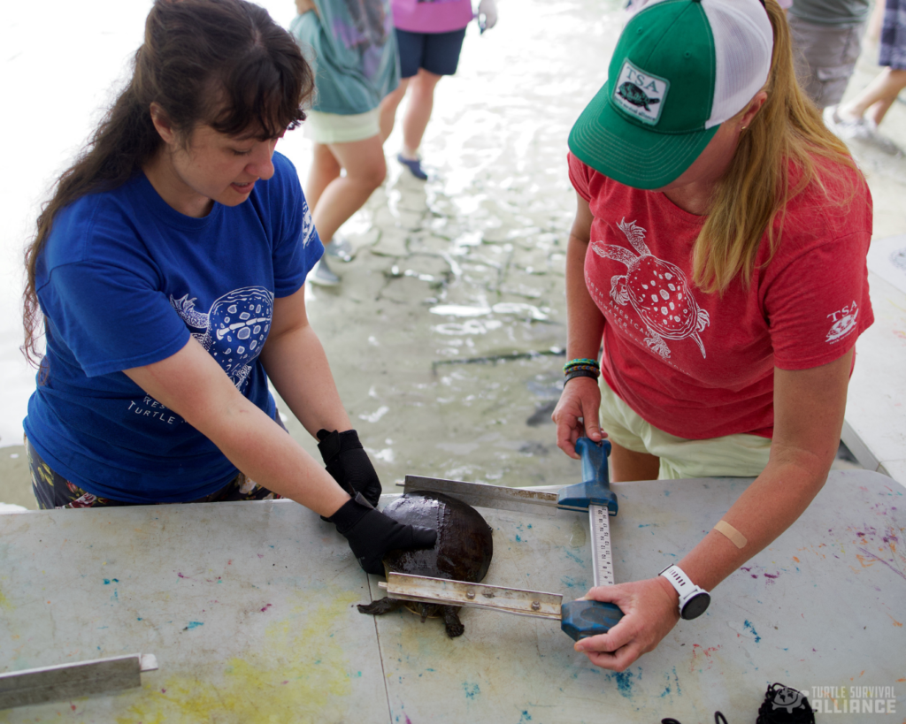 Wekiwa Springs Surveys Celebrate 25 Years - Turtle Survival Alliance