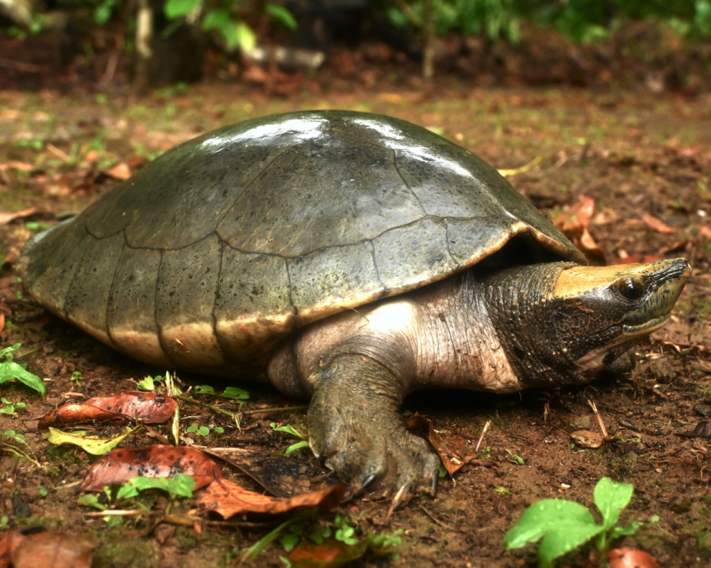 Happy National Hicatee Day! - Turtle Survival Alliance